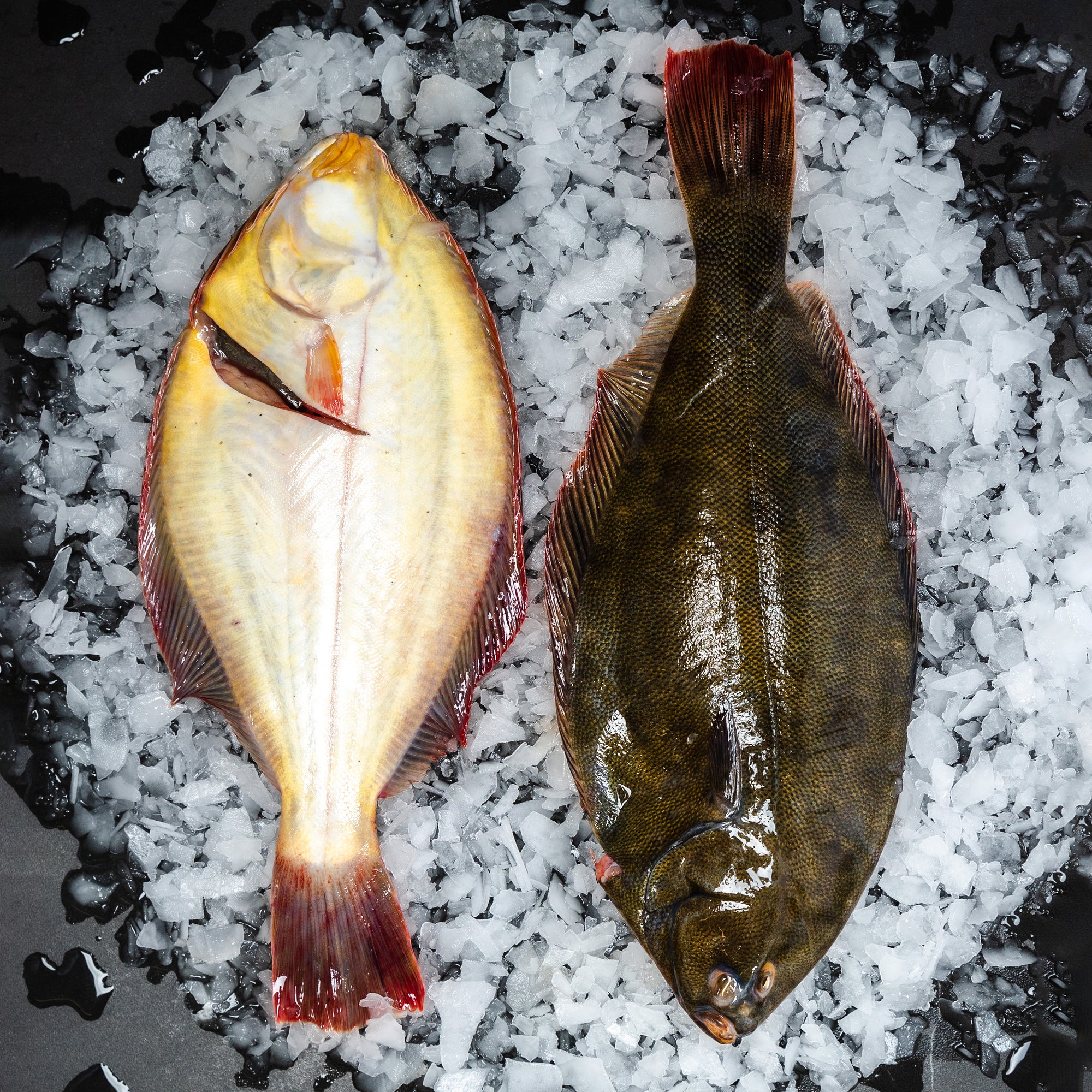 Fresh | Northern Waters